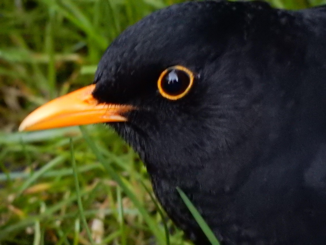 Blackbird Bird - Free photo on Pixabay - Pixabay