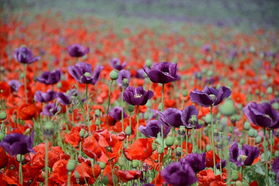 Poppy Bloom Field - Free photo on Pixabay - Pixabay