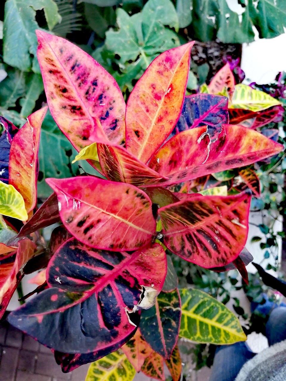 Croton Outono - Foto gratuita no Pixabay - Pixabay