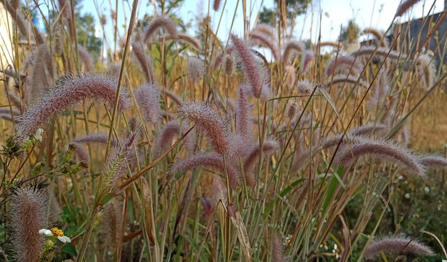 Grass Natural Nature - Free photo on Pixabay