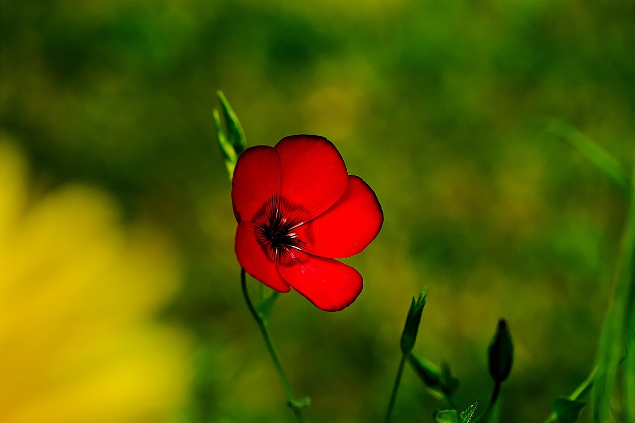 200+ Free Flax & Nature Images - Pixabay
