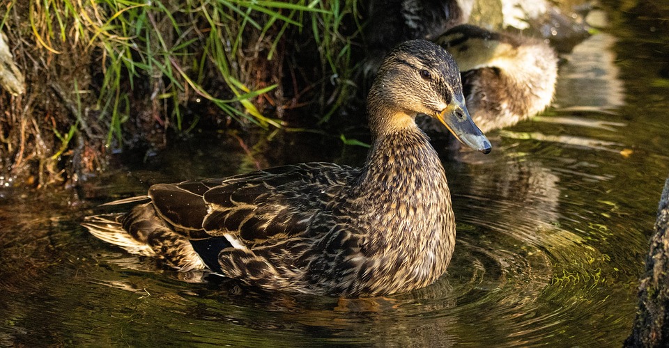 Duck Riverbank Nature - Free photo on Pixabay