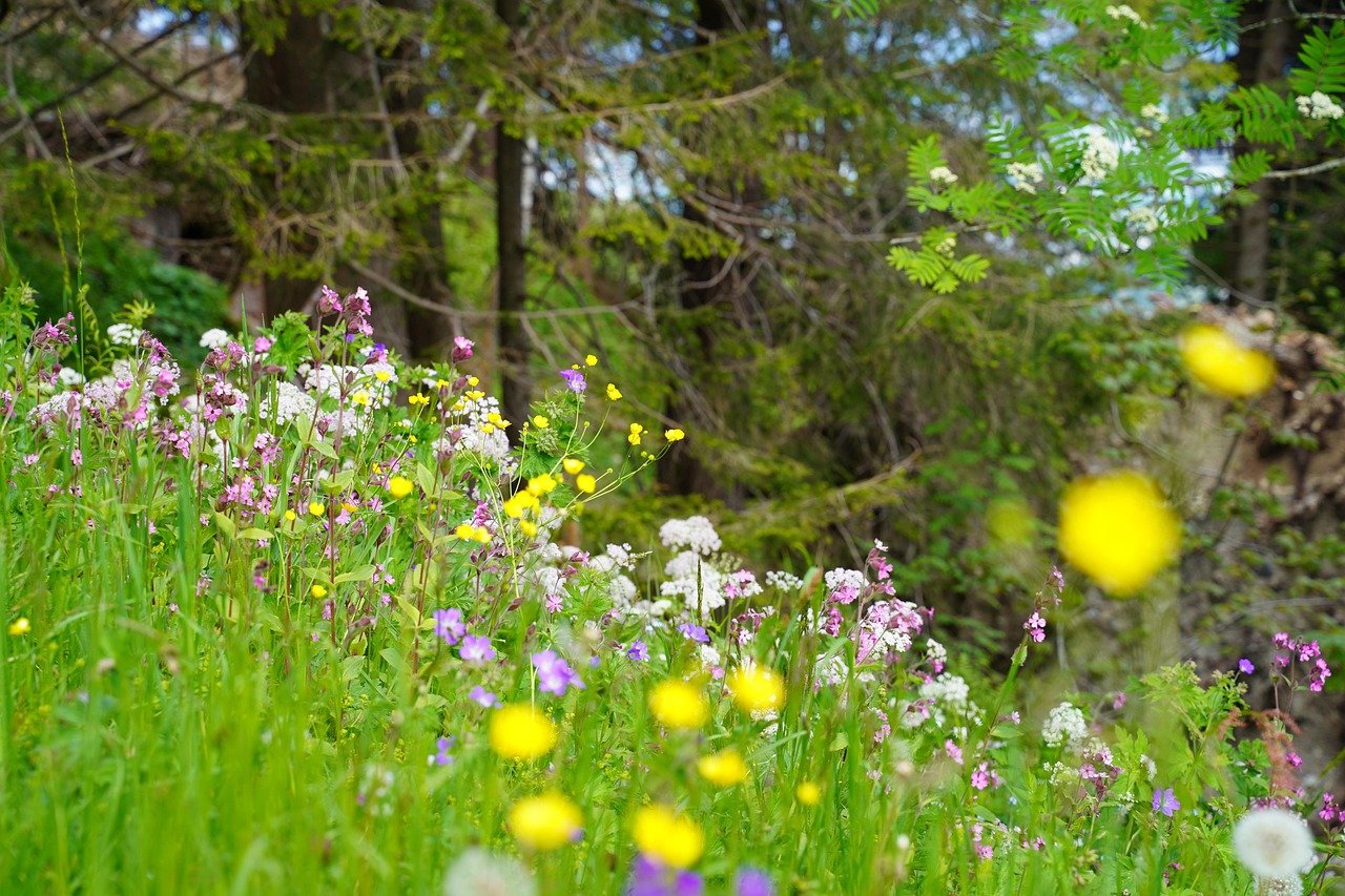 Padang Rumput Bunga Semanggi - Foto gratis di Pixabay - Pixabay