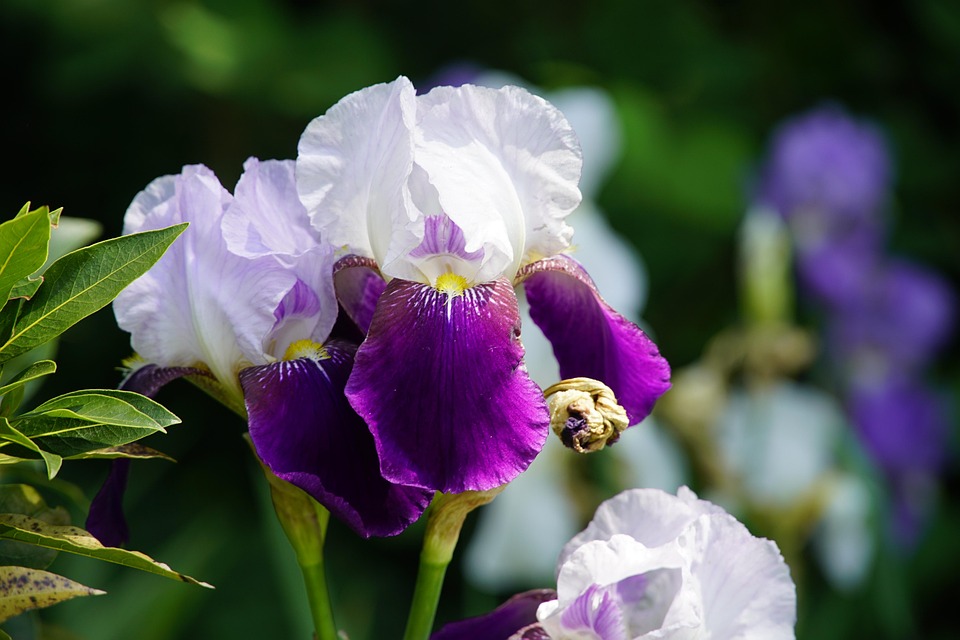 Garden Flowers Iris - Free photo on Pixabay