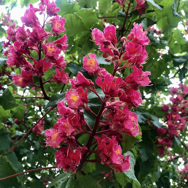 Red Flowering Horse Chestnut - Free photo on Pixabay - Pixabay