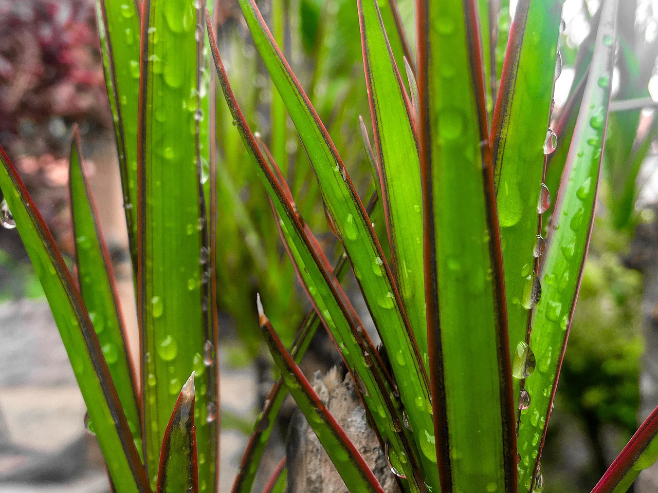 The Drops Of Water Nature Dew - Free photo on Pixabay - Pixabay