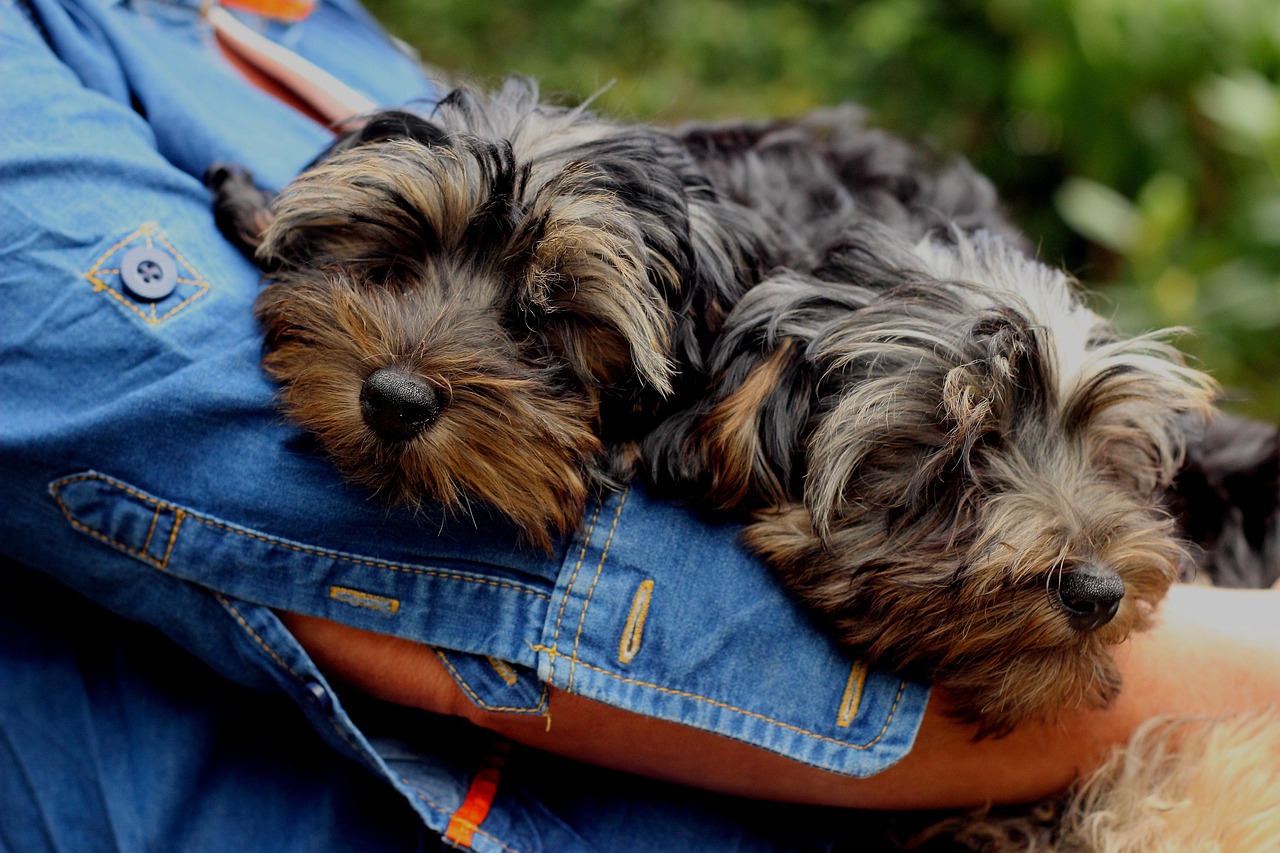 超过 1000 张关于“Pup Kukkuu”和“小狗”的免费图片 - Pixabay
