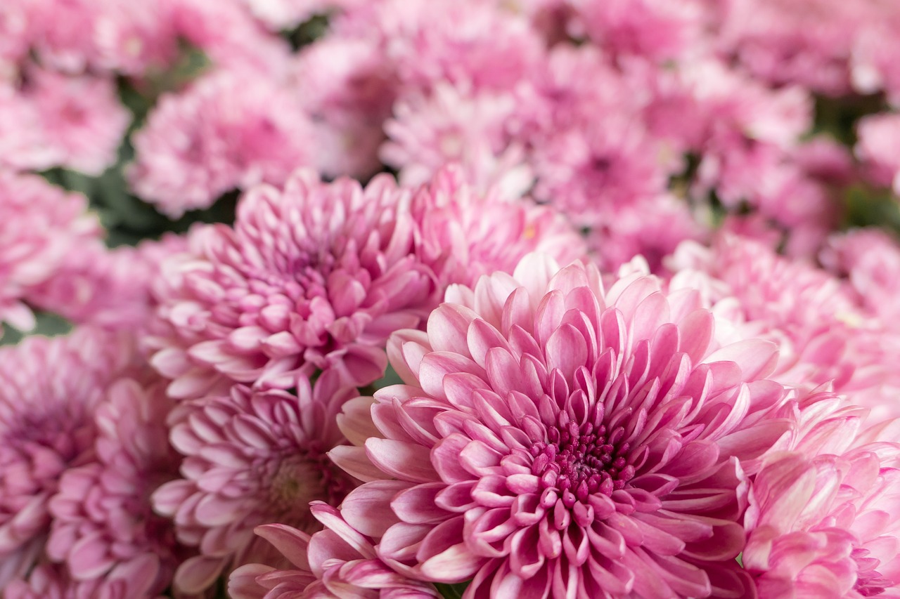 Chrysanthème Fleurs Plante - Photo gratuite sur Pixabay - Pixabay