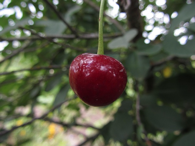 Cereza Baya El - Foto gratis en Pixabay - Pixabay