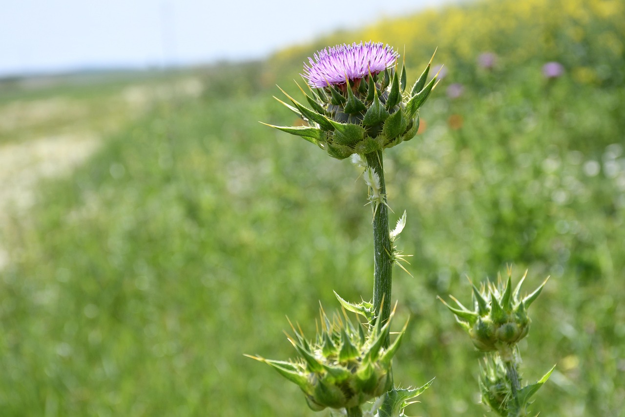 Les Plantes Sauvage Épineux - Photo gratuite sur Pixabay - Pixabay