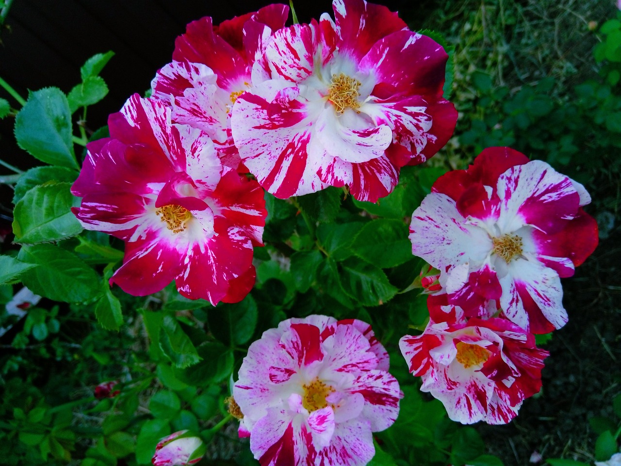 Rosa Mosqueta Rose Vermelho - Foto gratuita no Pixabay - Pixabay