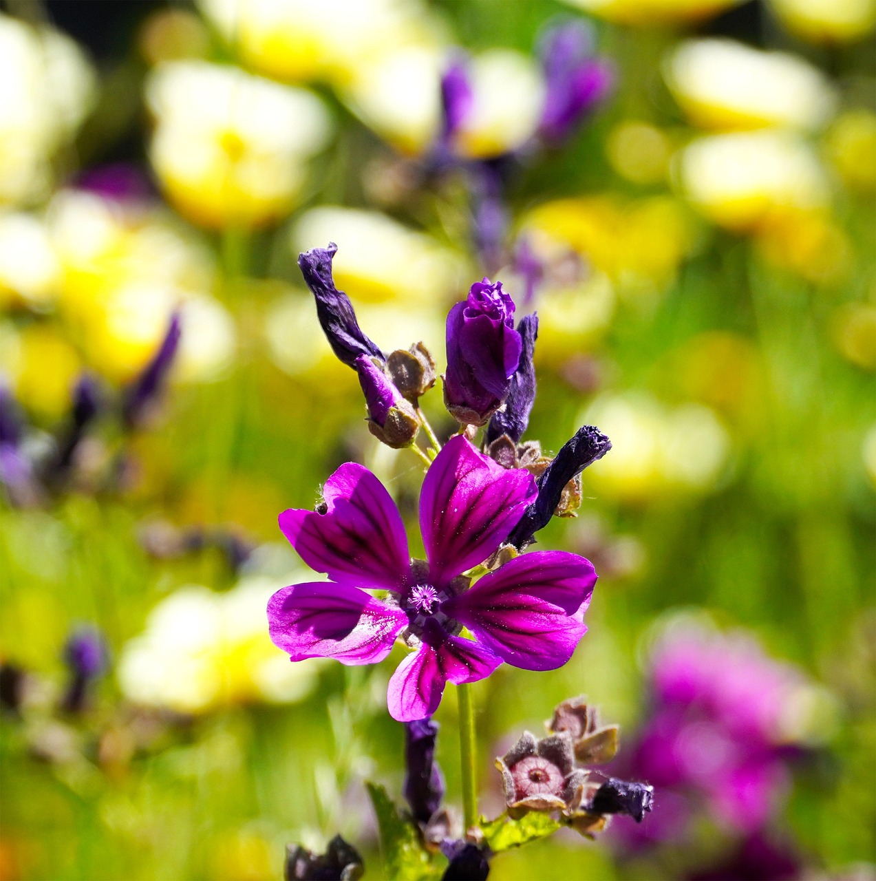 Fleur Le Printemps Pétales La - Photo gratuite sur Pixabay - Pixabay