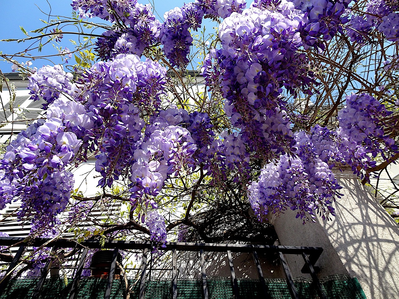 Wisteria Lila Akác Futónövény Szín - Ingyenes fotó a Pixabay-en - Pixabay