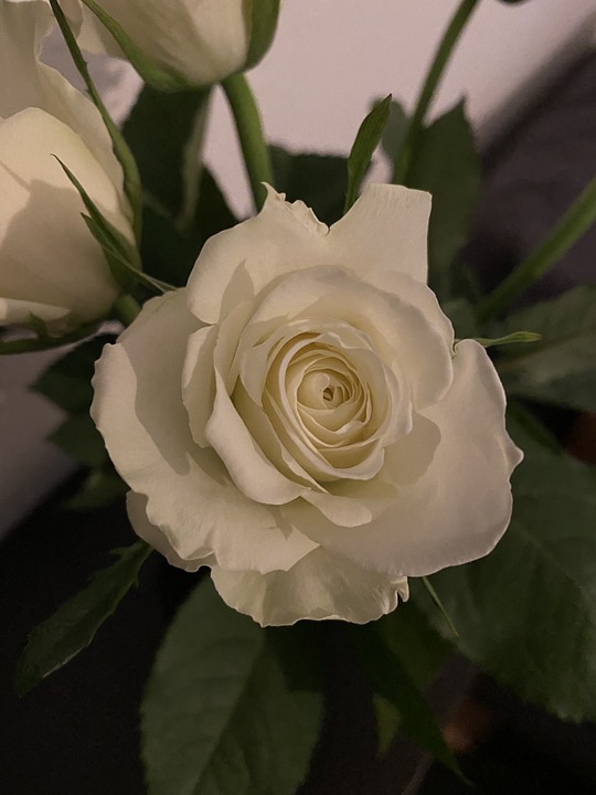 Rose Blanche Romance Fleur De - Photo gratuite sur Pixabay - Pixabay