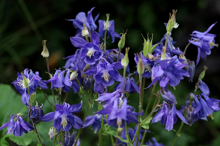 Plus de 500 images de Ancolie et de Fleur - Pixabay