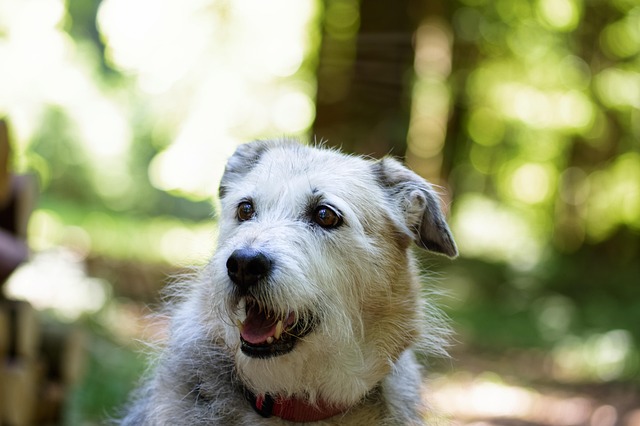 Anjing Alam Moncong - Foto gratis di Pixabay - Pixabay