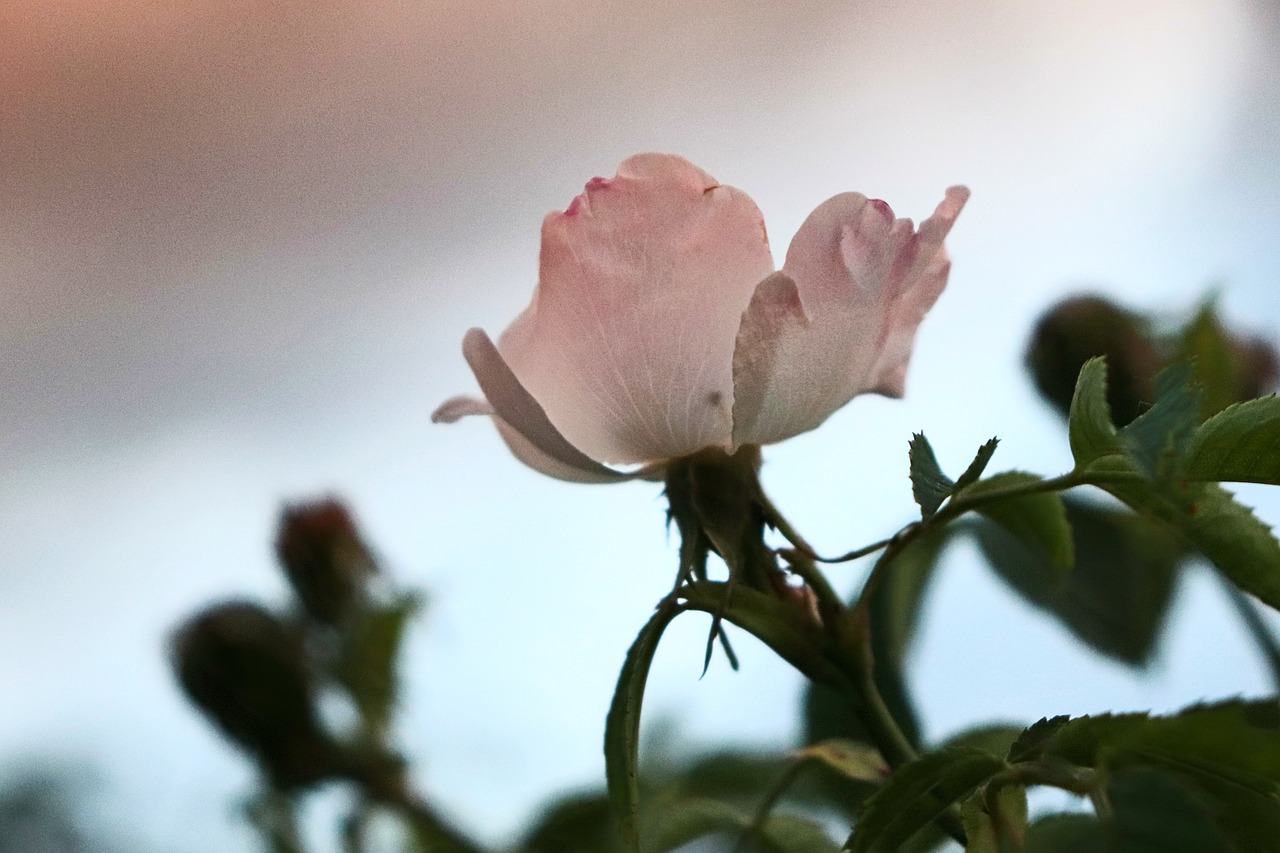 Rose Bud Blooming Pale - Free photo on Pixabay - Pixabay