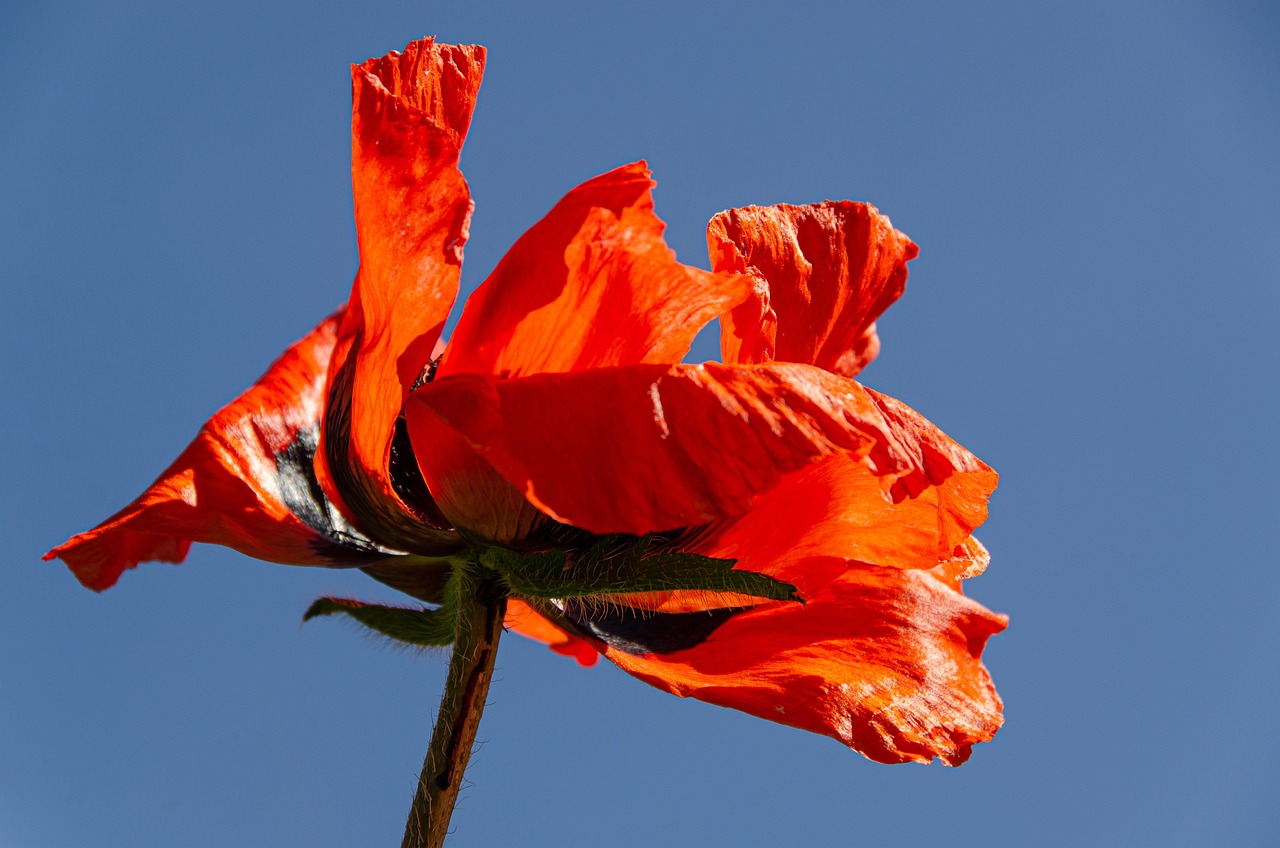 10,000+ Free Poppy & Nature Images - Pixabay