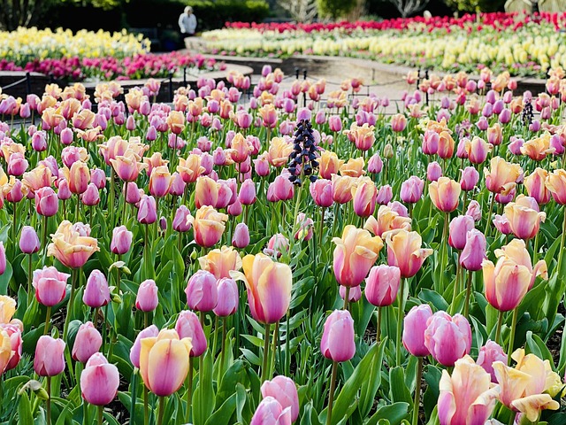 Bunga-Bunga Tulip Musim Semi - Foto gratis di Pixabay - Pixabay