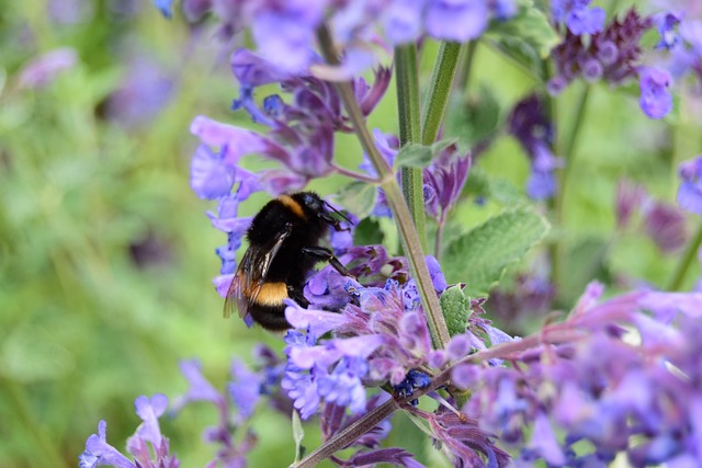 Black Hummel Bumblebee Bloom - Free photo on Pixabay - Pixabay