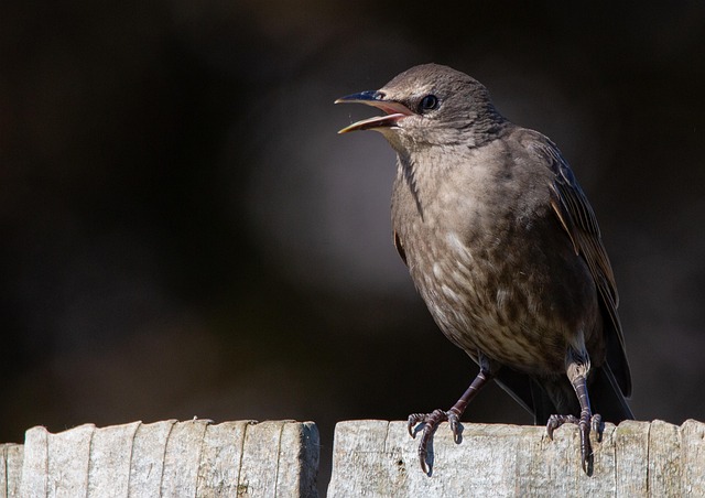 Juvenil Starling Estorninho - Foto gratuita no Pixabay - Pixabay