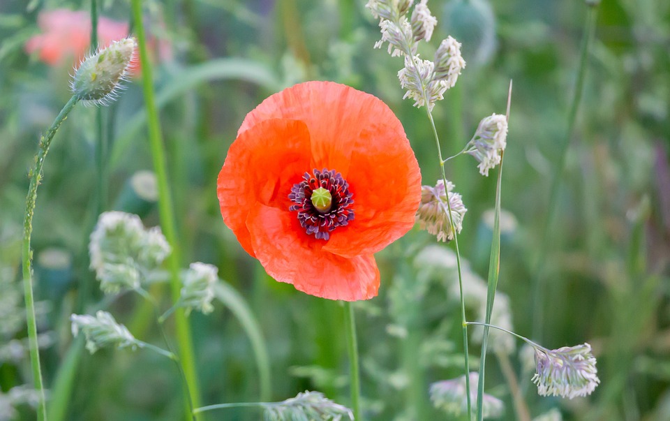 Opium Hijau Merah Poppy - Foto gratis di Pixabay - Pixabay