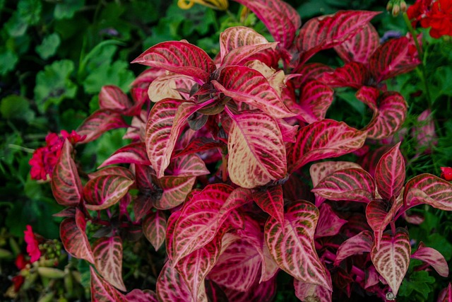 Croton Red Plant - Free photo on Pixabay