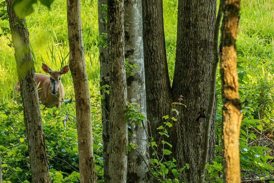 Whitetail Doe Deer - Free photo on Pixabay