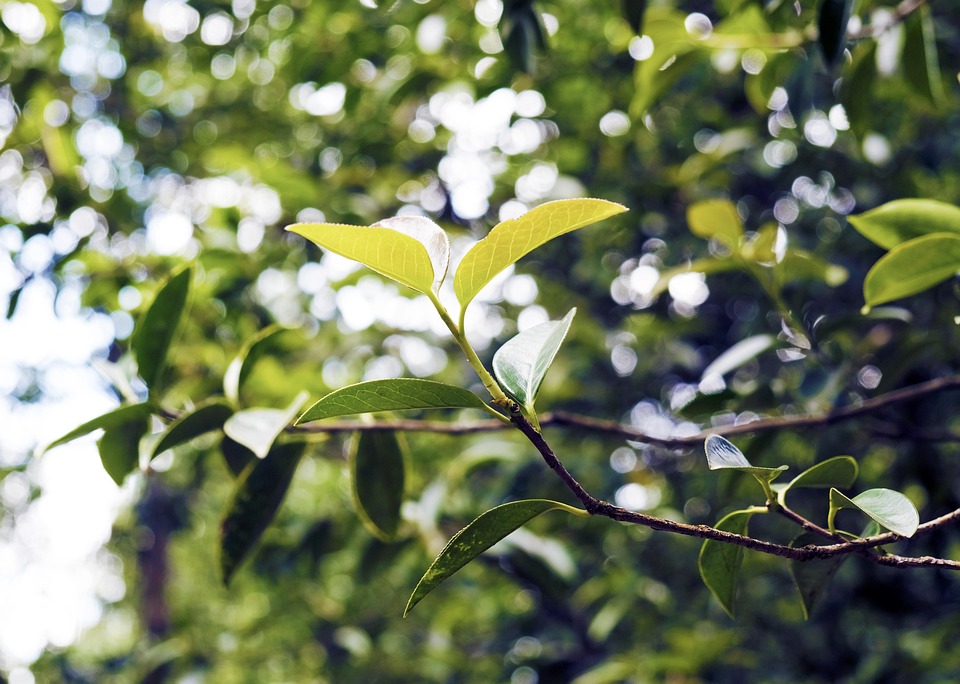 Plante Naturale Copaci - Fotografie gratuită pe Pixabay - Pixabay