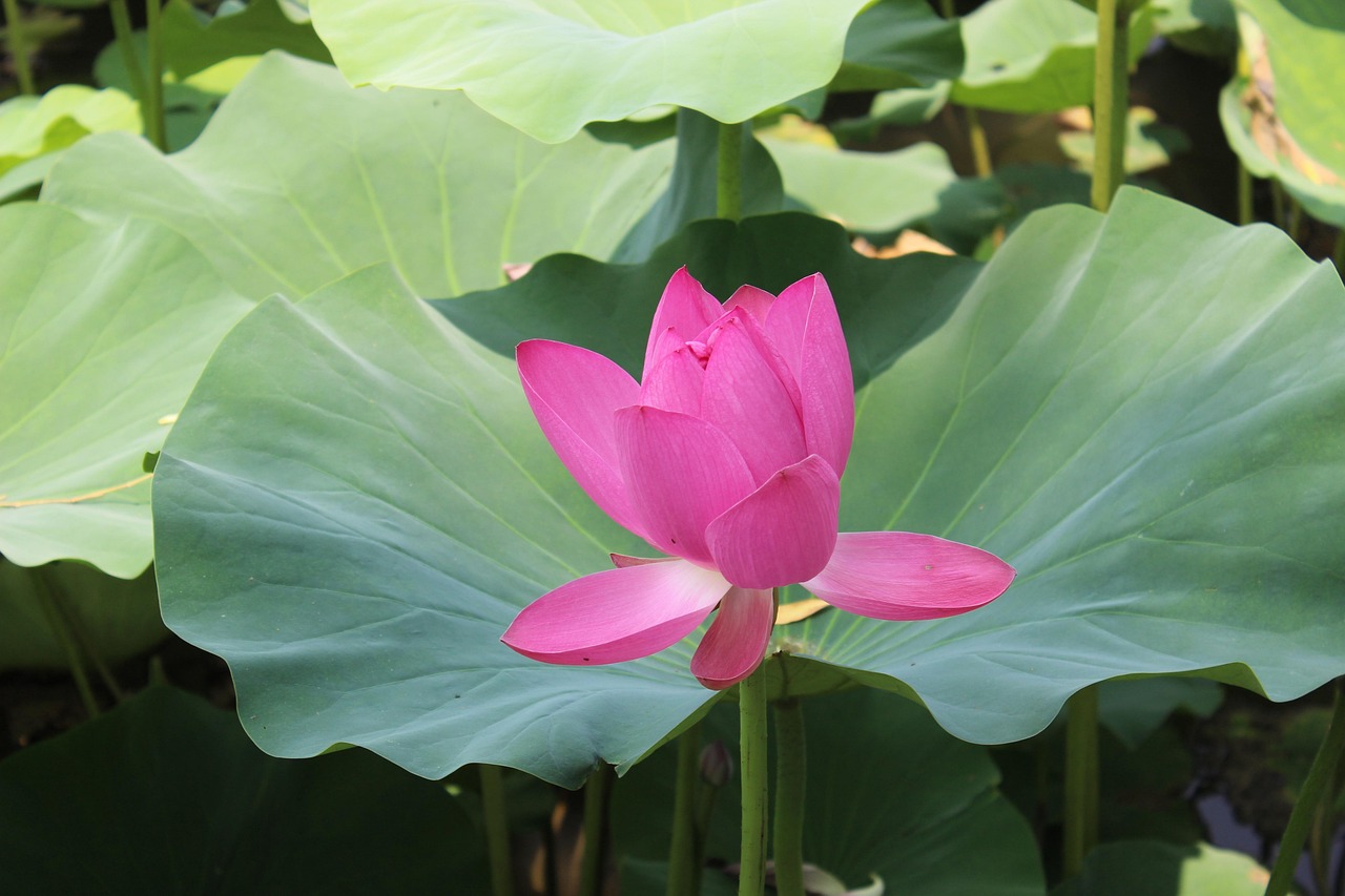 Bunga Teratai Musim Panas Beihai - Foto gratis di Pixabay - Pixabay