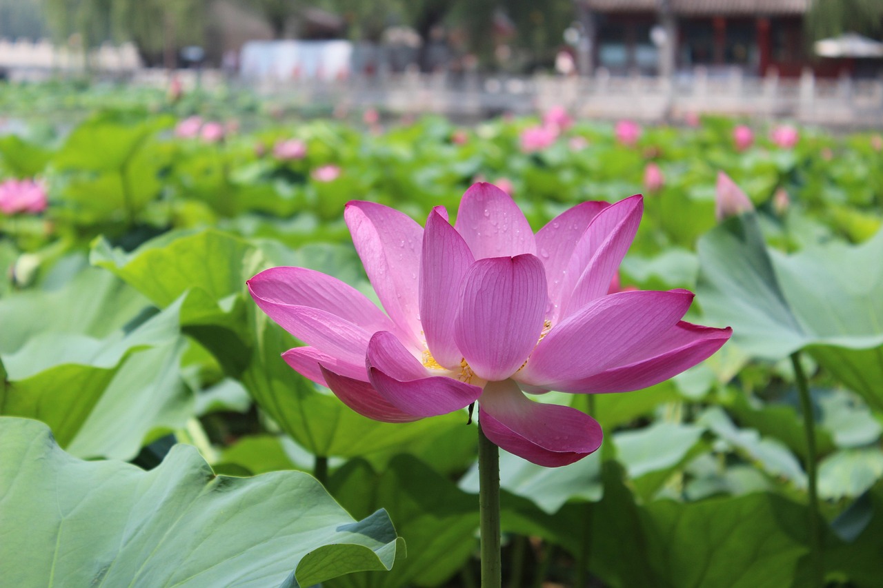 Flower Lotus Water Lily - Free photo on Pixabay - Pixabay