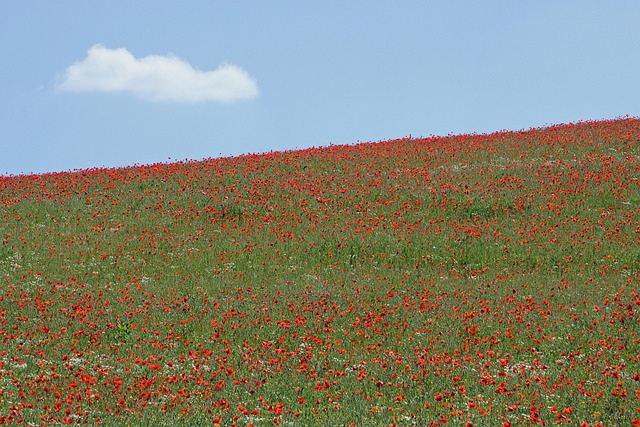 Mohnfeld Landwirtschaft Mohn - Kostenloses Foto auf Pixabay