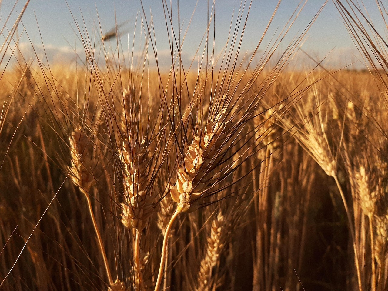 Trigo Campo Agricultura - Foto gratis en Pixabay - Pixabay Trigo Campo Agricultura - Foto gratis en Pixabay - Pixabay
