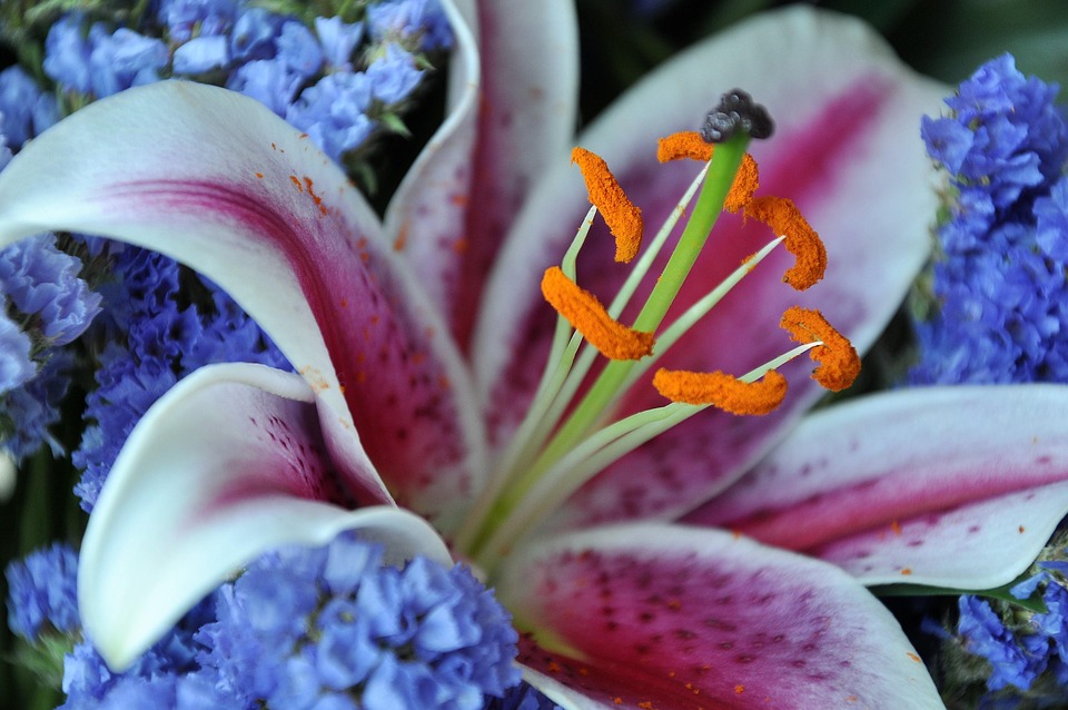 Flower Colour Nature Free Photo On Pixabay Pixabay