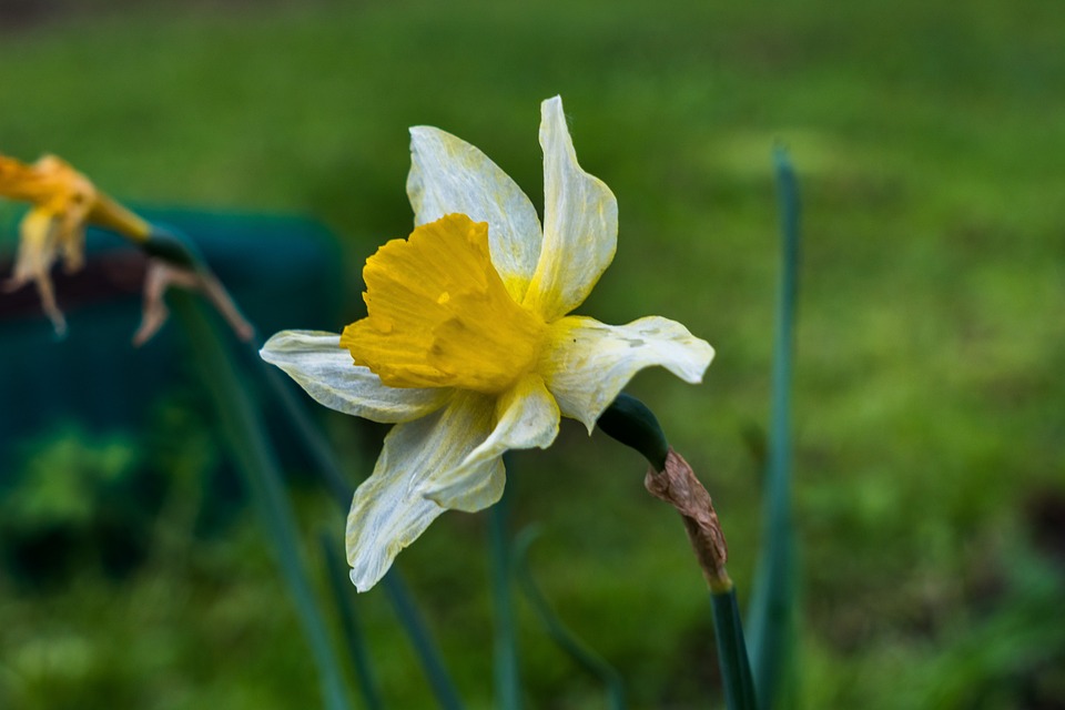 Narcissus Bunga Musim Semi - Foto gratis di Pixabay