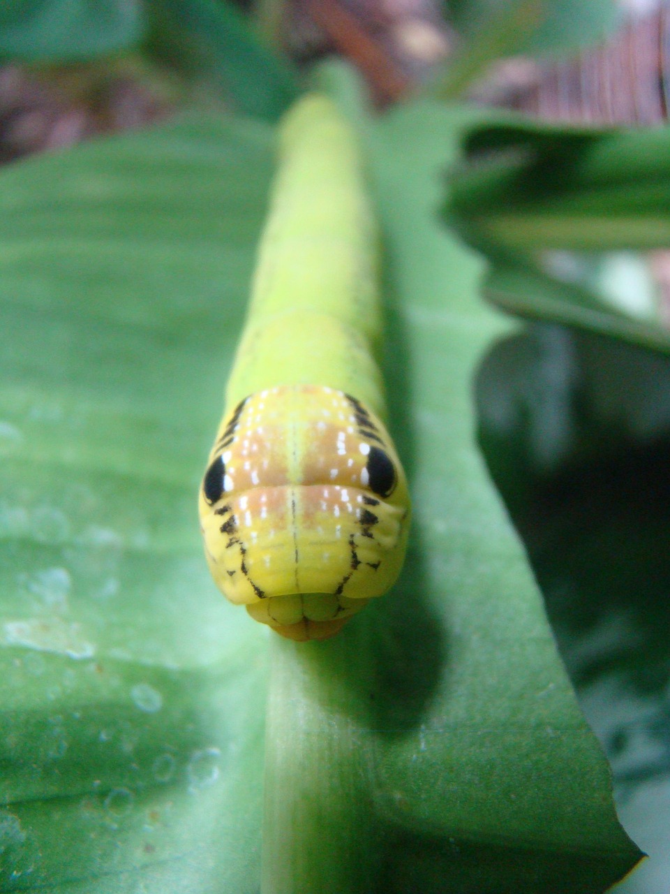 Chenille Animal De - Photo gratuite sur Pixabay - Pixabay