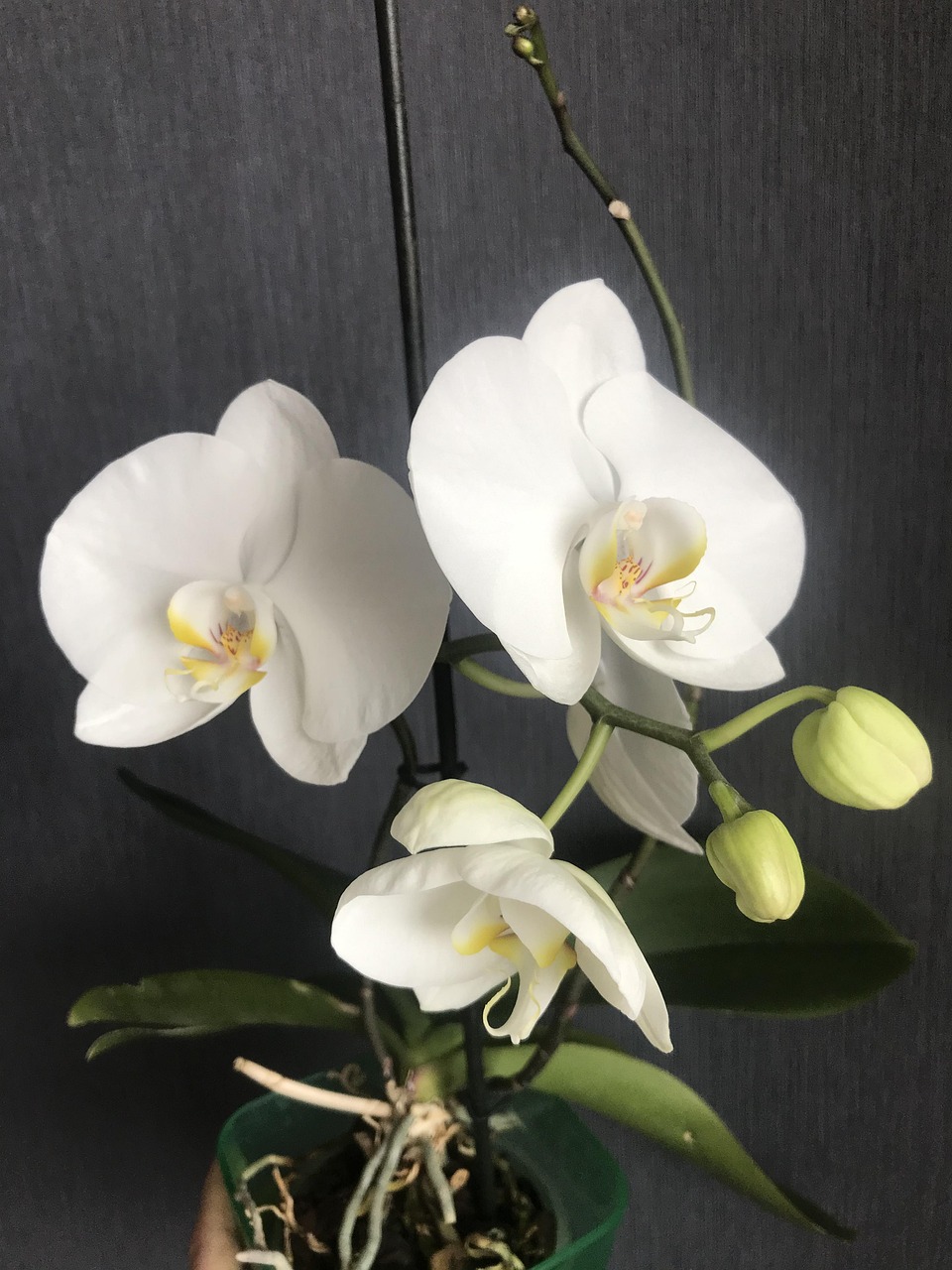 Orchidee Blume - Kostenloses Foto auf Pixabay - Pixabay