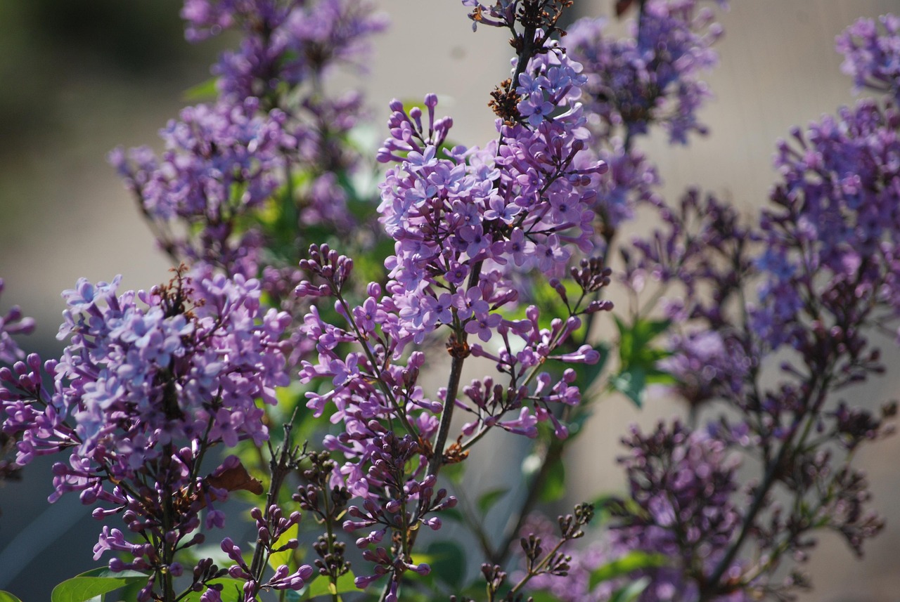 Lilas Fleur Le Printemps - Photo gratuite sur Pixabay - Pixabay