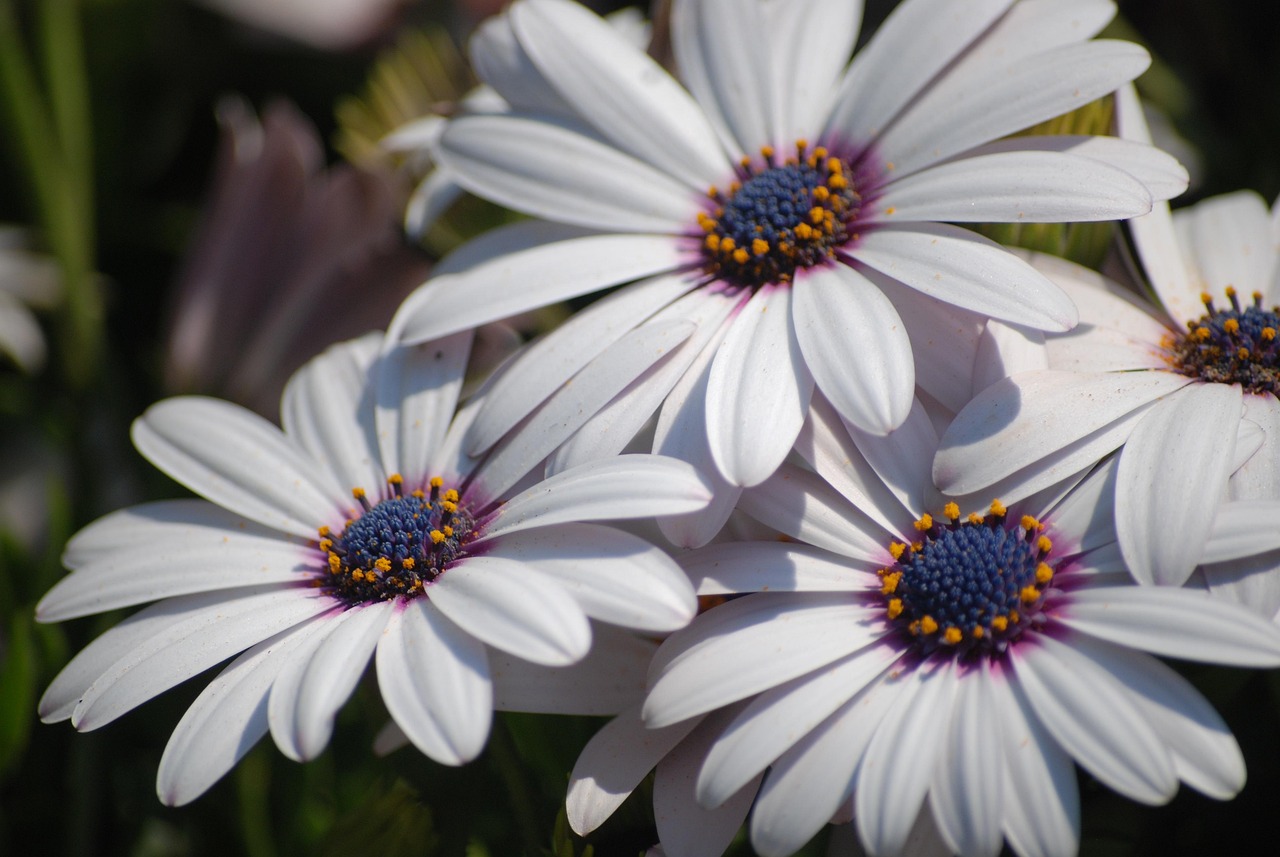 Margarita Flor Primavera - Foto gratuita no Pixabay - Pixabay