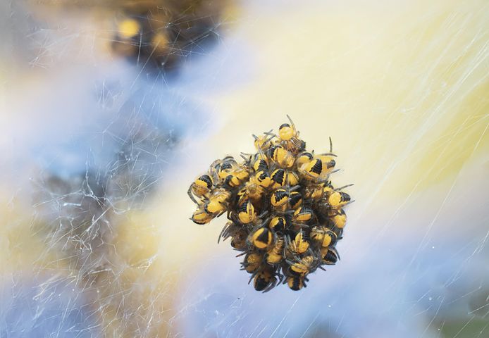 40+ Free Webbed Nest & Web Images - Pixabay