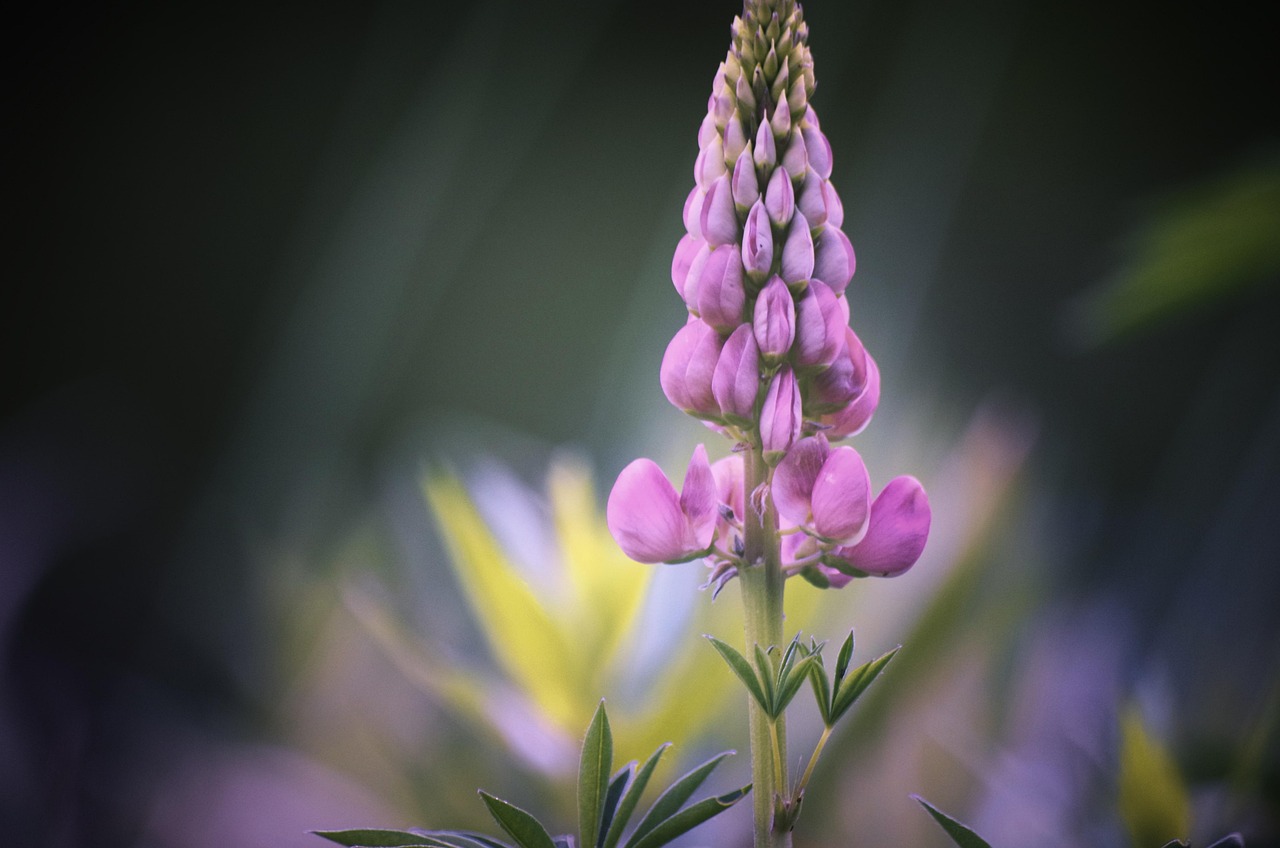 Flower Lupine Plant - Free photo on Pixabay - Pixabay