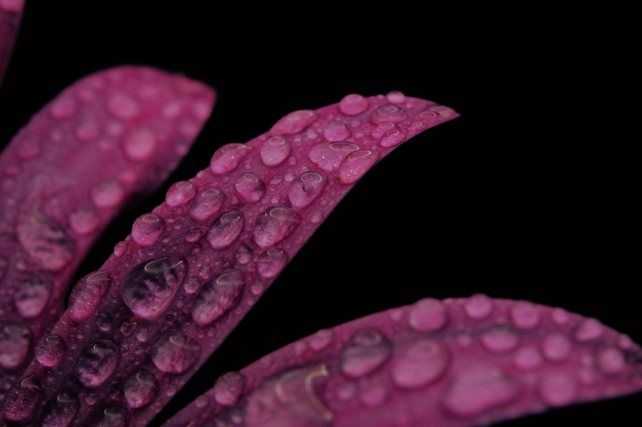 Flower Petal Stem - Free photo on Pixabay