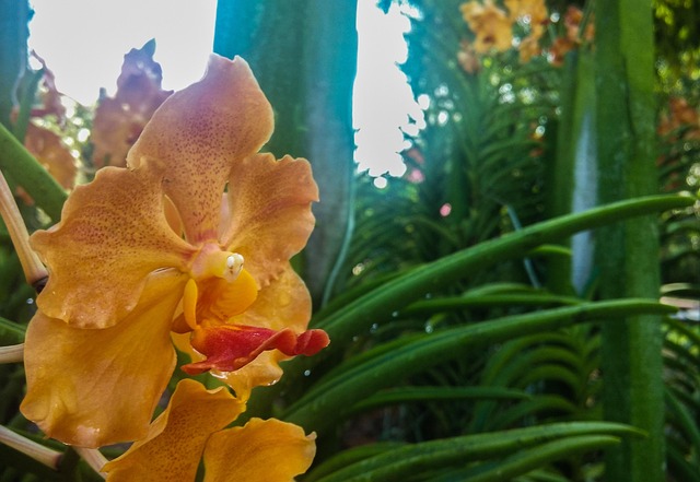 Alam Flora Bunga - Foto gratis di Pixabay - Pixabay