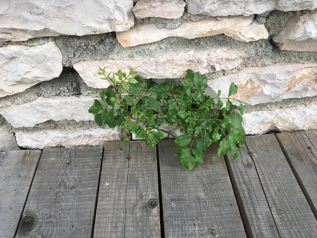 House Shrub Wall - Free photo on Pixabay