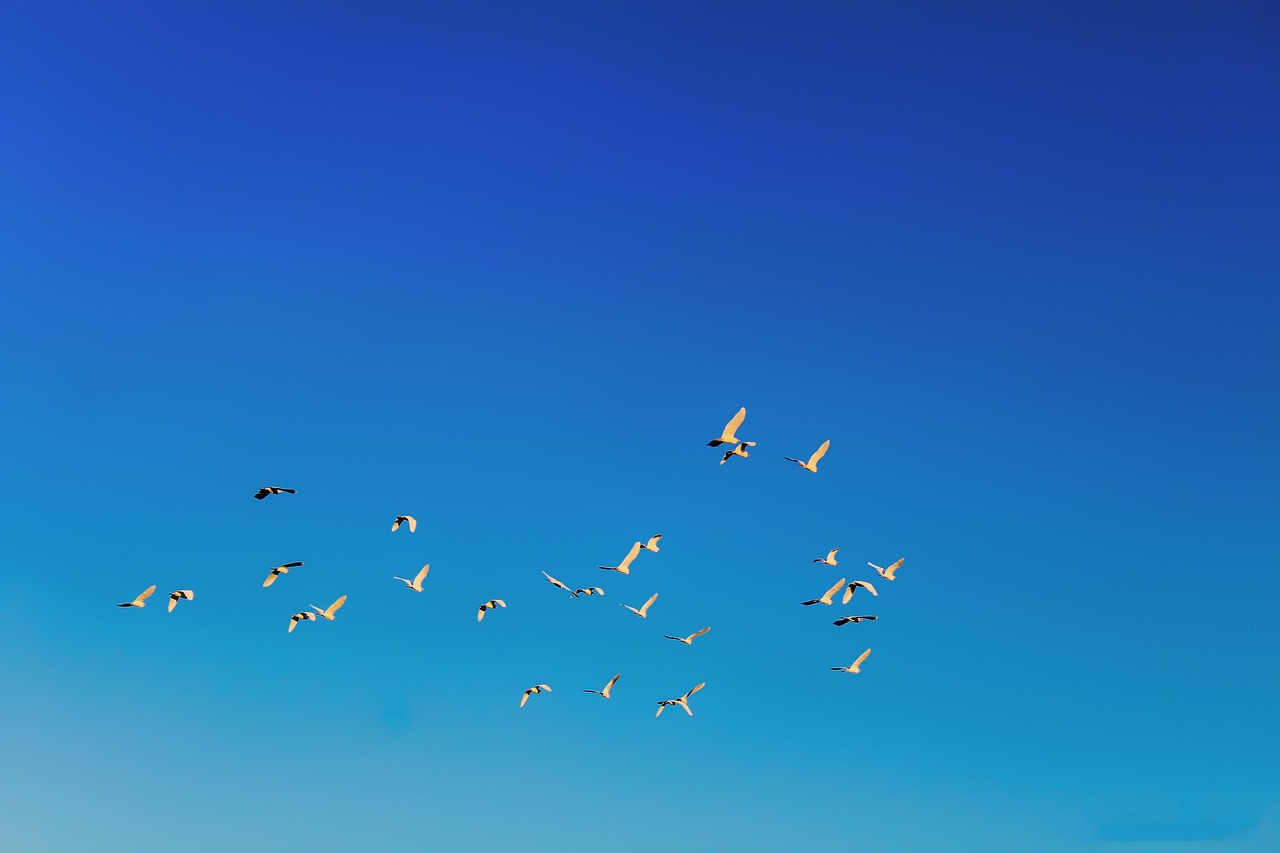 Aves Cielo Libertad - Foto gratis en Pixabay - Pixabay