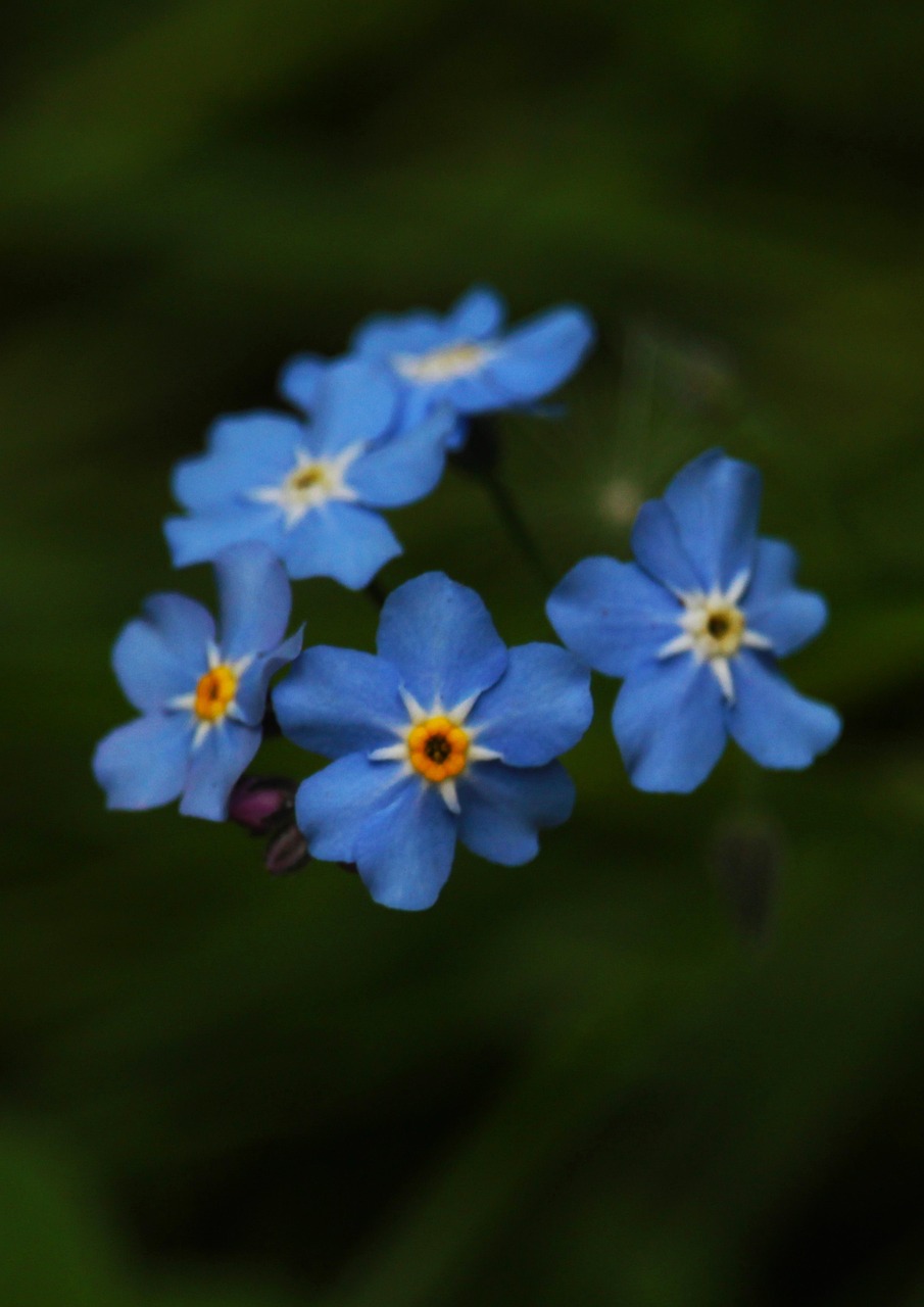 Flores Azul Grama - Foto gratuita no Pixabay - Pixabay
