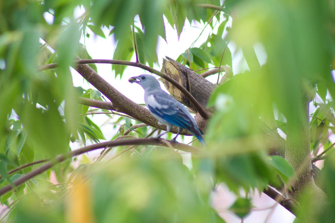 Sanhaçu Vogel Essen - Kostenloses Foto auf Pixabay - Pixabay