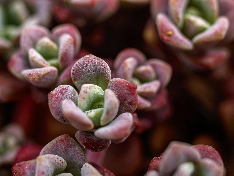 Succulent Plant Room The - Free photo on Pixabay - Pixabay