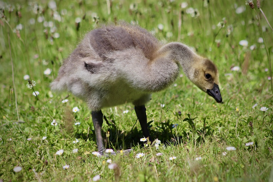Goslings Canada Goose Chick - Free photo on Pixabay - Pixabay