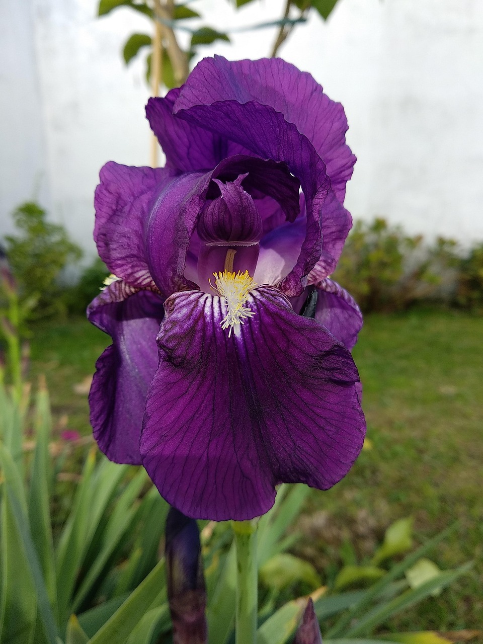 Lirio Flor Naturaleza - Gratis foto på Pixabay - Pixabay